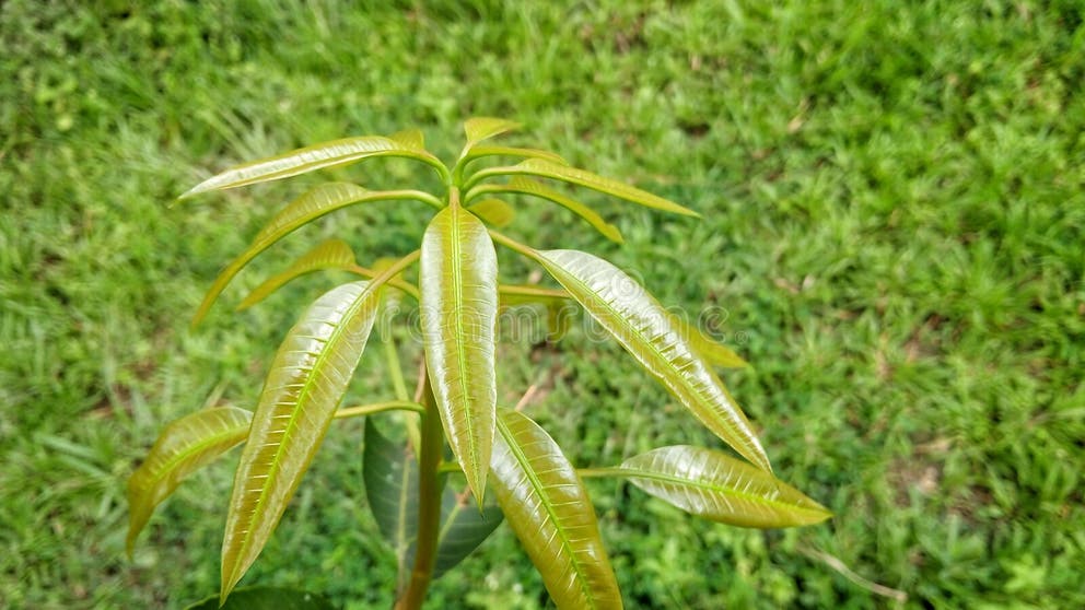 Mango Tree Top Leaves, Shiny Yellow with a Soft Texture. Mango Tree ...