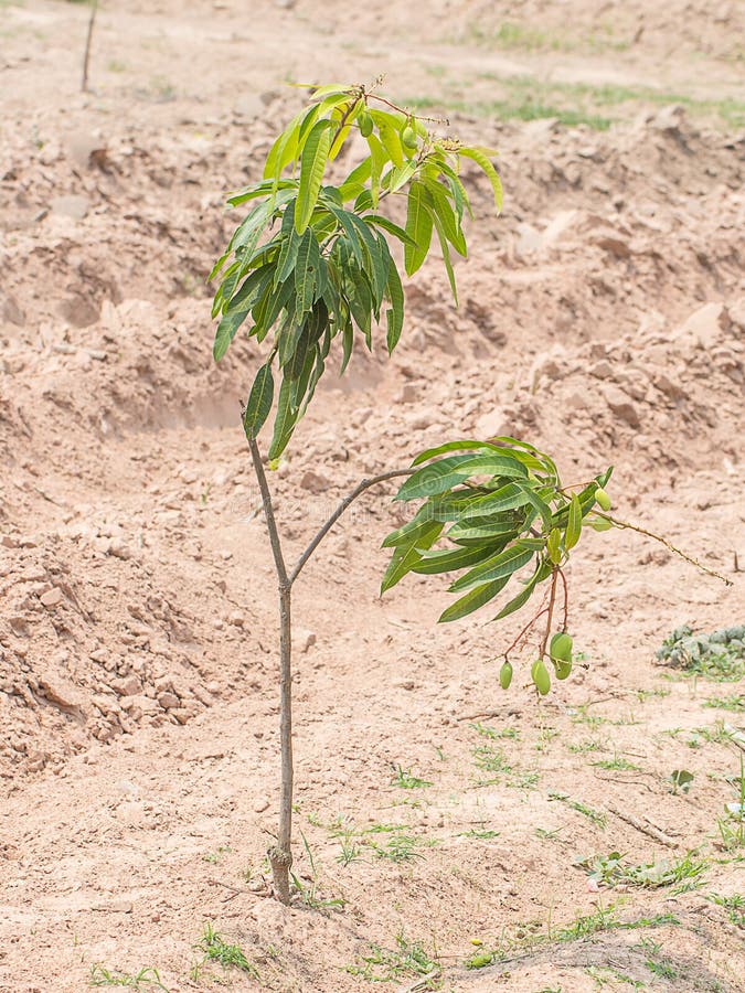 Mango Tree stock image. Image of little, tree, leaf, flower - 51561213