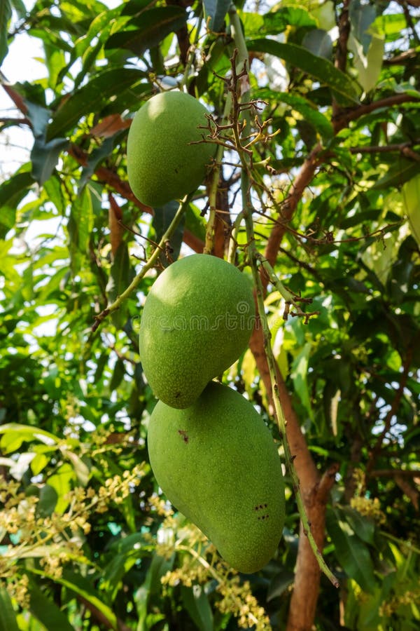Mango Tree Thailand Stock Images - Download 2,329 Royalty Free Photos