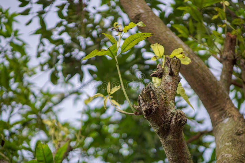 Branched Mango Tree Trunk Taken from Low Angle Stock Photo - Image of ...