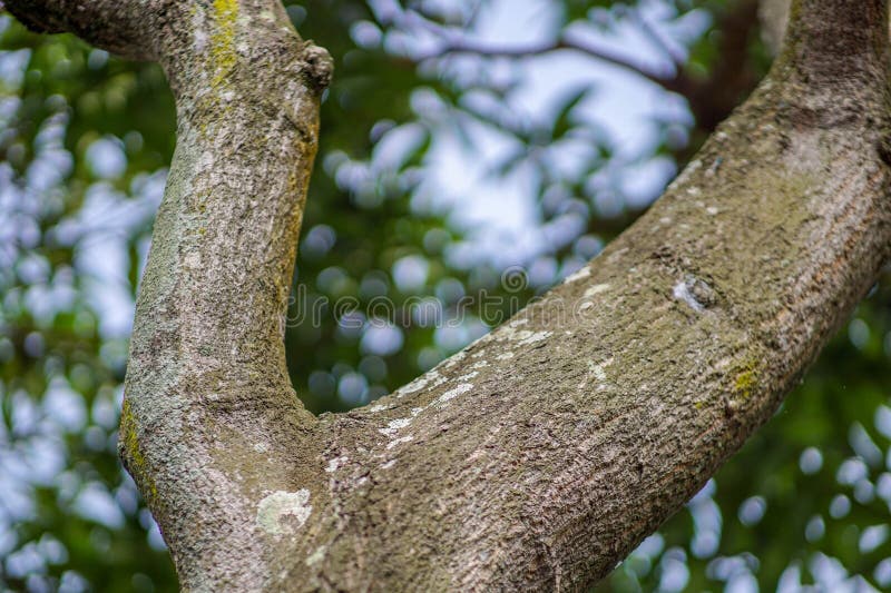 Y-branched Textured Mango Tree Trunk with Blurred Green Leaves ...