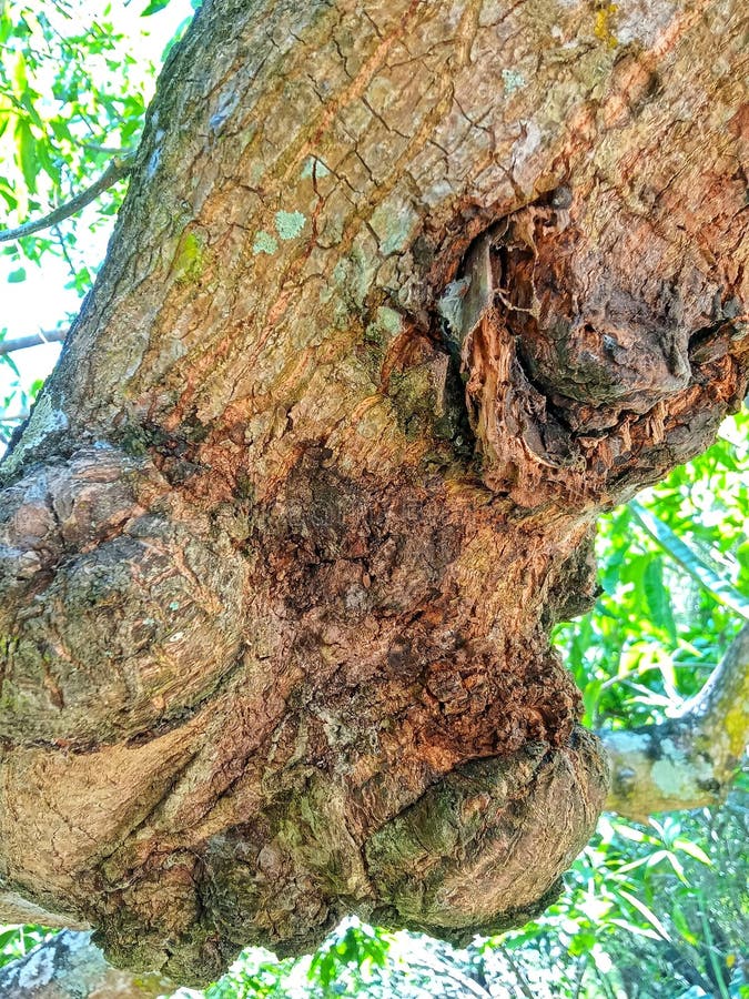 Mango Tree Trunk with Brown Bark and Book and Hard Stock Image - Image ...