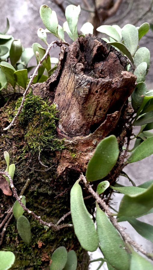 Mango Tree Trunk in the Home Yard in the Garut Area, West Java Stock ...