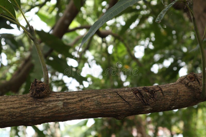 Mango Tree Trunk with Leaves Background Stock Photo - Image of branch ...