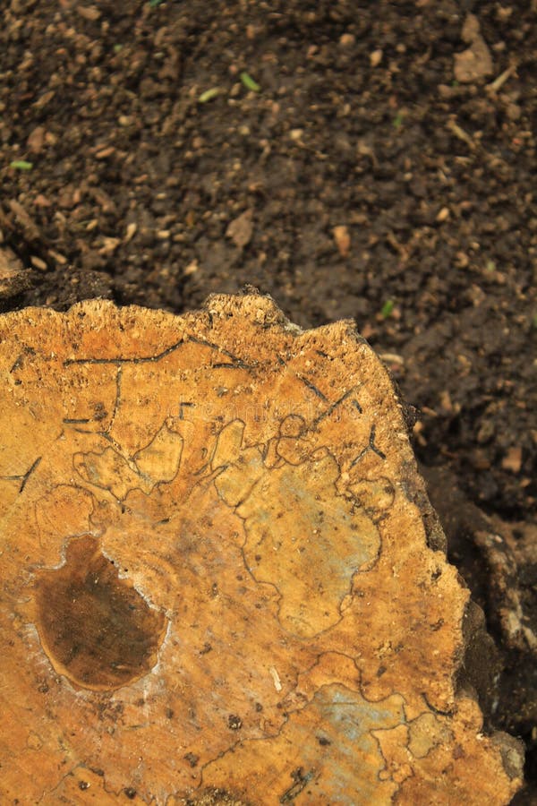 Mango Tree Trunk Pieces that Have Aged and Textured To Form a Unique ...