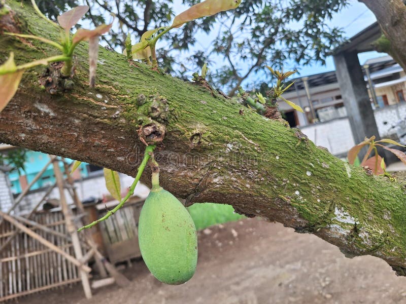 Mango Tree Trunk that Produces Fruit Stock Image - Image of bearing ...