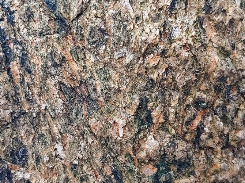 Mango tree trunk texture stock image. Image of plant - 272274925