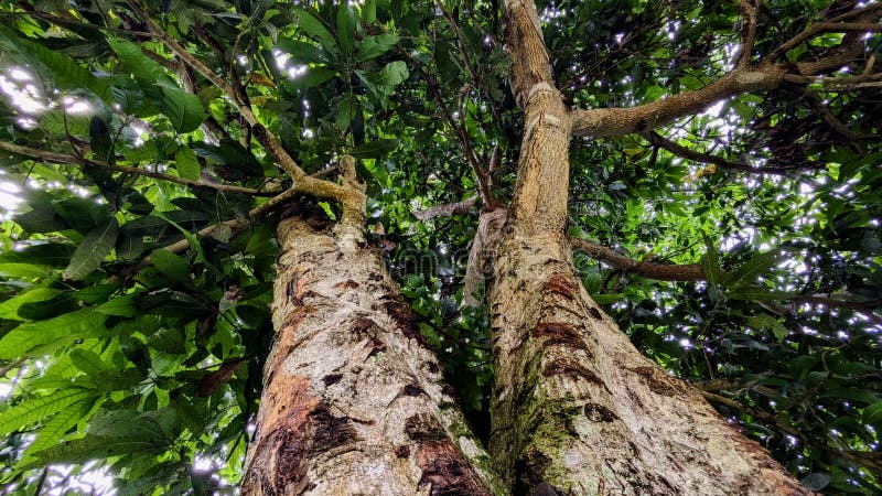 2 Mango Tree Trunks and Thick Leaves. Stock Photo - Image of tree ...