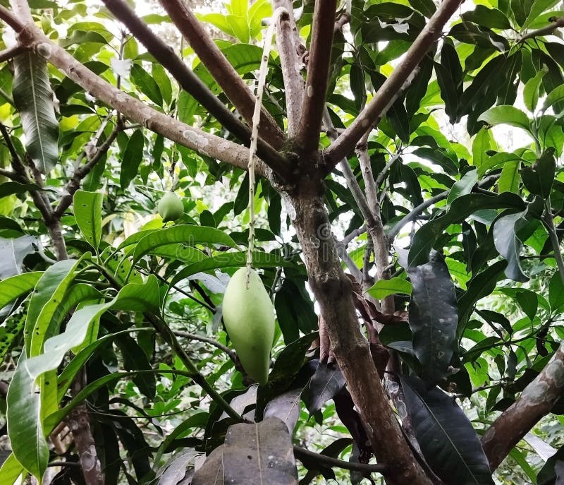 A Mango Tree, with the Unique Long Stalk Stock Image - Image of tree ...