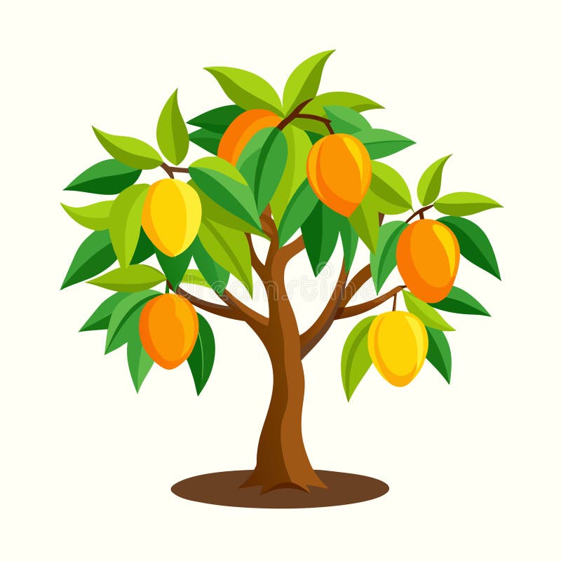 Mango Tree Vector Illustration Isolated on a White Background Stock ...