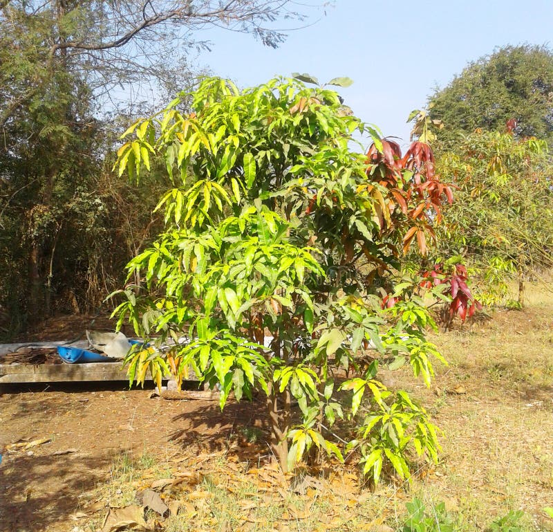 Mango Tree Village in India Stock Photo - Image of village, plant ...