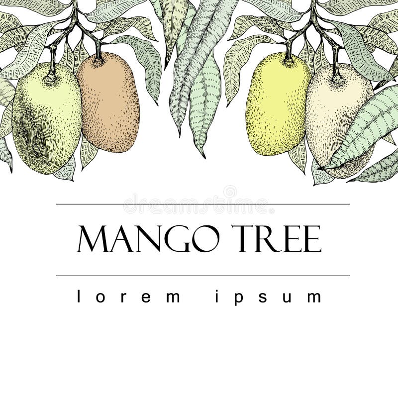Mango Tree Vintage Design Template. Botanical Fruit Banner. Engraved ...