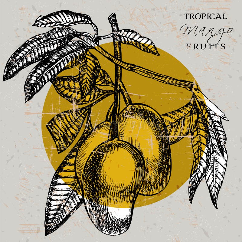 Mango Tree Vintage Design Template. Botanical Mango Fruit Frame ...