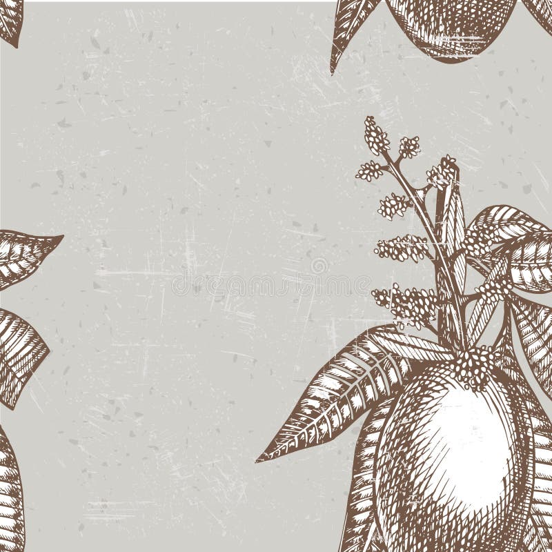 Mango Tree Vintage Design Template. Botanical Mango Fruit Frame ...
