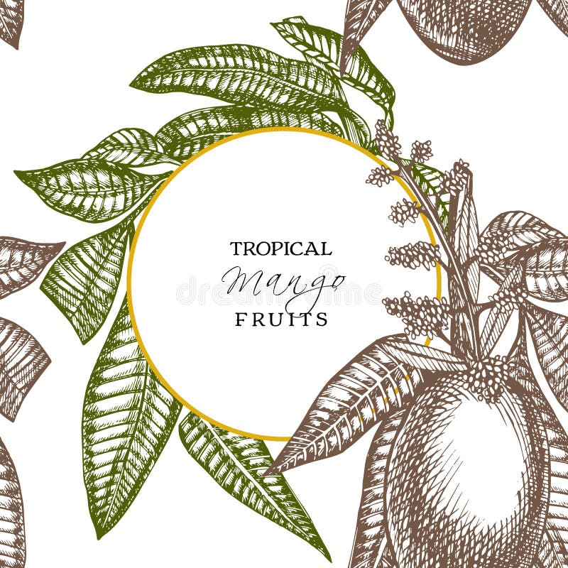 Mango Tree Vintage Design Template. Botanical Mango Fruit Frame ...