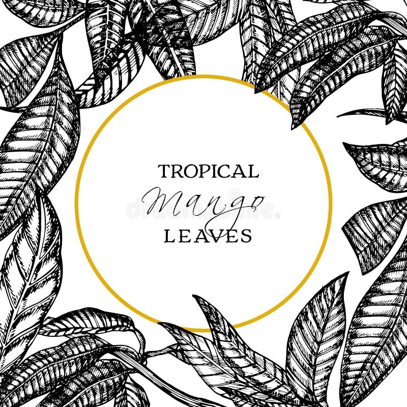 Mango Tree Vintage Design Template. Botanical Mango Fruit Frame ...