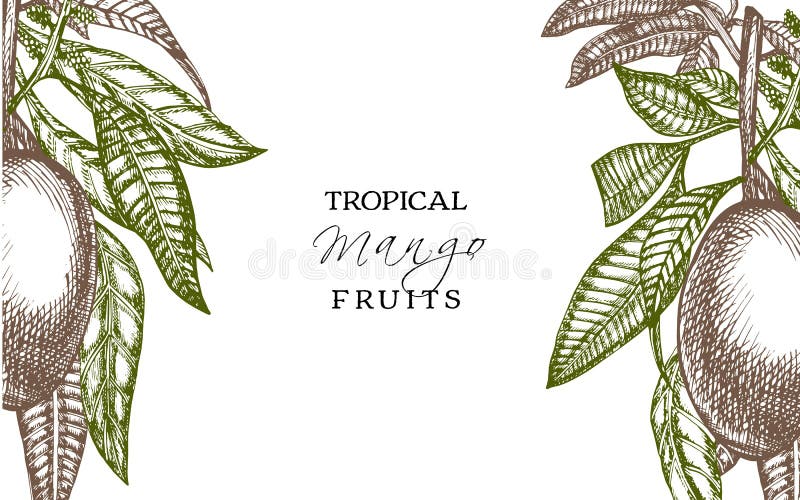 Mango Tree Vintage Design Template. Botanical Mango Fruit Frame ...