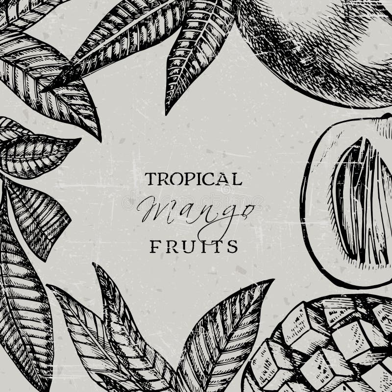 Mango Tree Vintage Design Template. Botanical Mango Fruit Frame ...