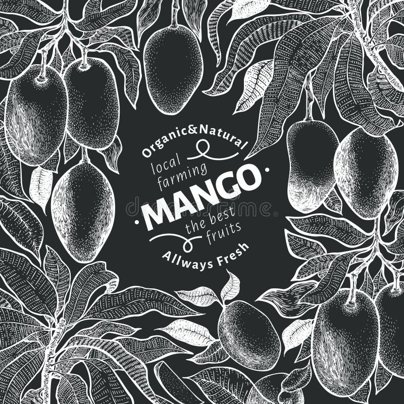 Mango Tree Vintage Design Template. Botanical Mango Fruit Frame ...