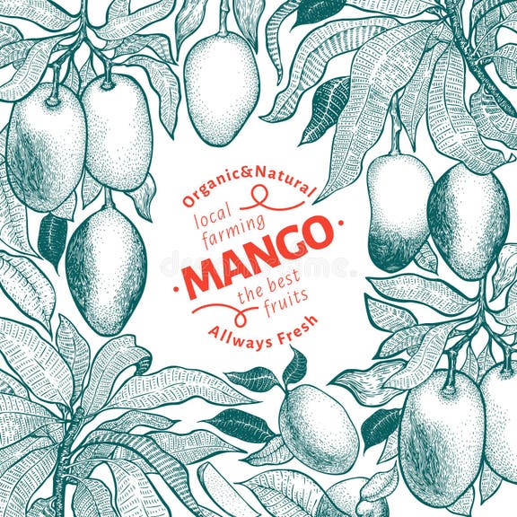 Mango Tree Vintage Design Template. Botanical Mango Fruit Frame ...