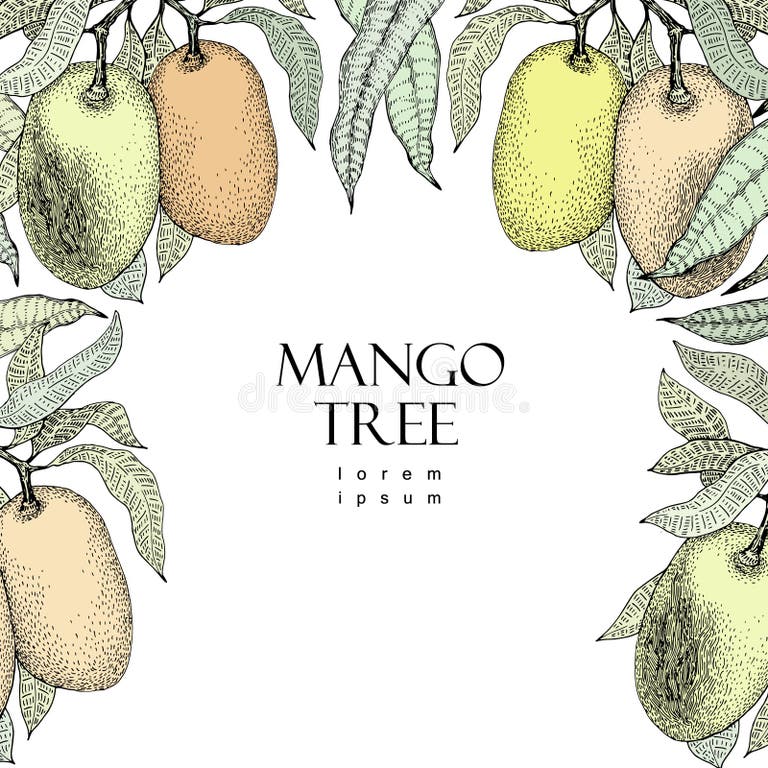 Mango Tree Vintage Design Template. Botanical Mango Fruit Frame ...