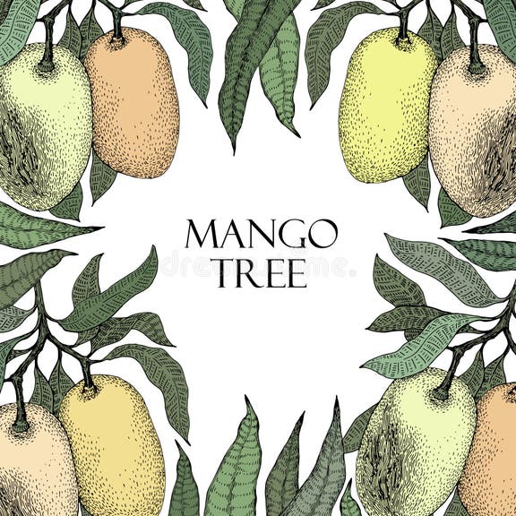 Mango Tree Vintage Design Template. Botanical Mango Fruit Frame ...