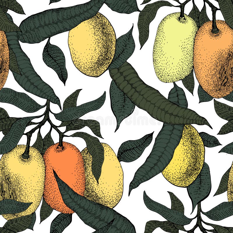 Mango Tree Vintage Seamless Pattern. Botanical Fruit Background ...
