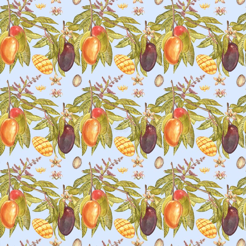 Set of Mango Tree Vintage Design Template. Botanical Mango Fruit ...