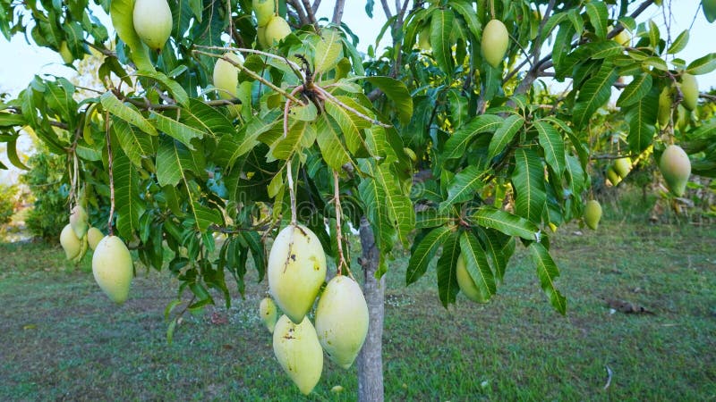 Mango tree stock image. Image of food, evergreen, planted - 267586055