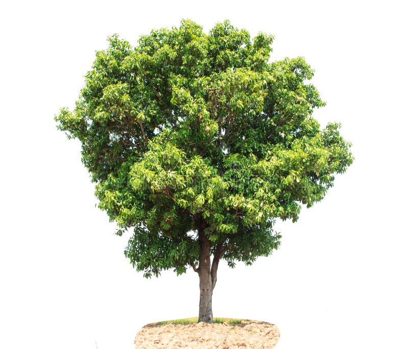 23,457 Mango Tree Stock Photos - Free & Royalty-Free Stock Photos from ...