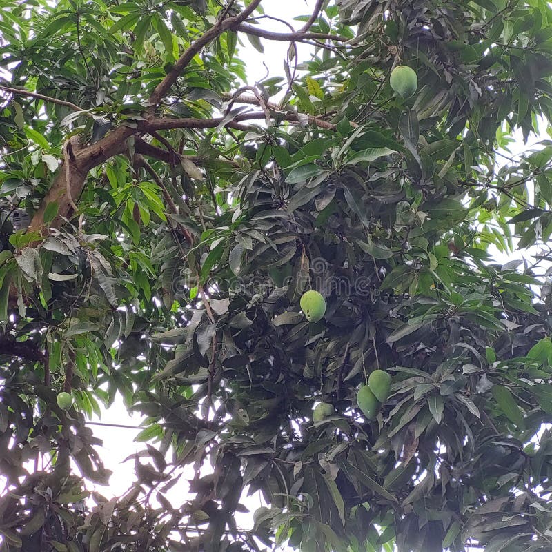 A Mango Tree in the Yard that is Bearing Fruit Stock Image - Image of ...