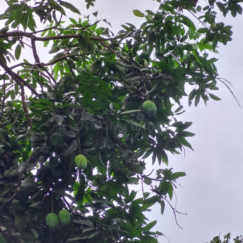 A Mango Tree in the Yard that is Bearing Fruit Stock Photo - Image of ...