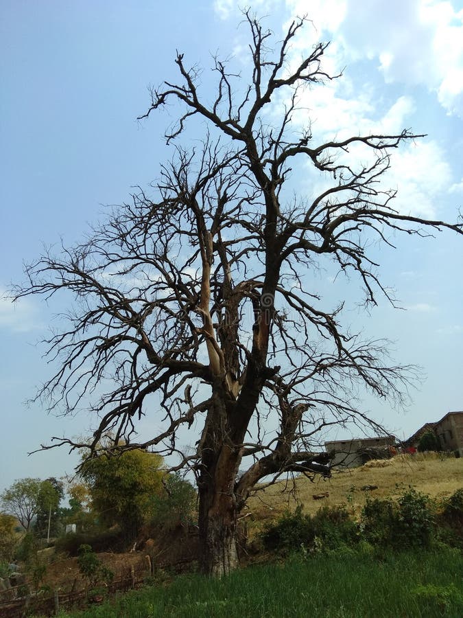 Mango Tree 200 Years Old in India Stock Image - Image of years, mango ...