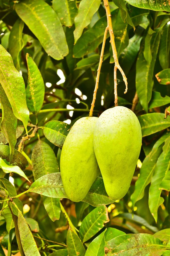 Mango on the tree stock image. Image of delicious, green - 30054597
