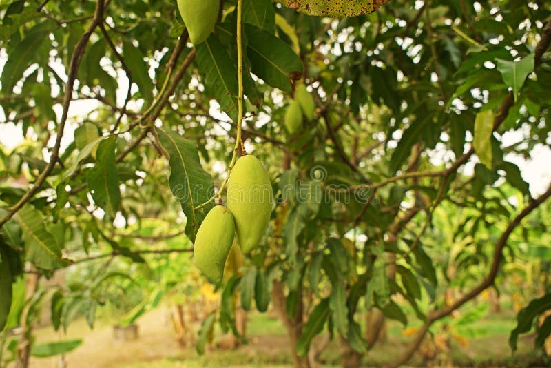 Mango Tree, Young Fruit Stage Stock Photo - Image of nature, plant ...