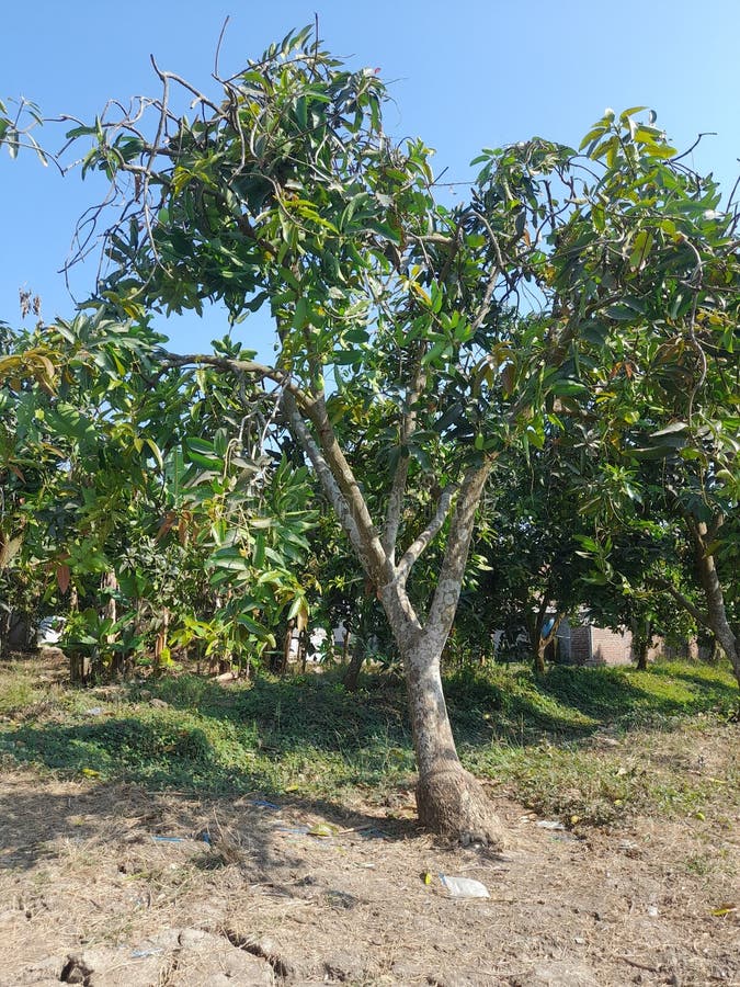 Mango Trees Begin To Flower in the Dry Season Stock Photo - Image of ...