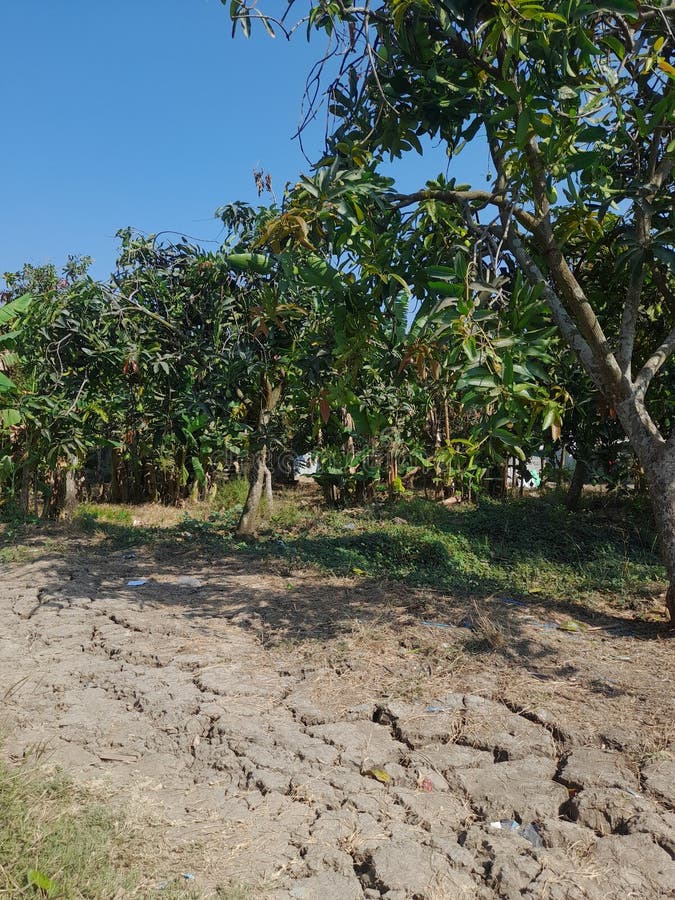 Mango Trees Begin To Flower in the Dry Season Stock Photo - Image of ...