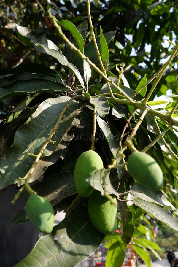 Mango Trees with Close Up View a Bunch of Mango Stock Image - Image of ...