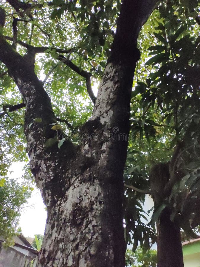 Mango Trees in East Nusa Tenggara Stock Image - Image of mango ...