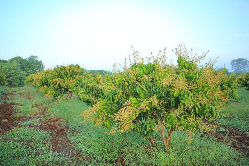 Mango Trees in Field with Bunches of Mango Flowers Stock Image - Image ...
