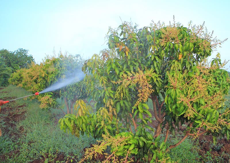 Mango Trees in Field with Bunches of Mango Flowers Stock Photo - Image ...