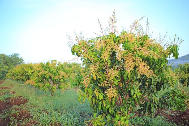 Mango Trees in Field with Bunches of Mango Flowers Stock Image - Image ...