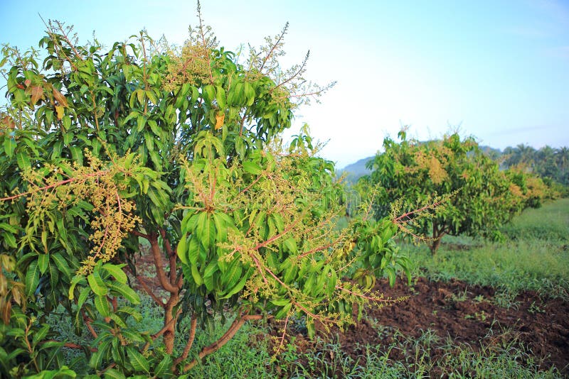 Mango Trees in Field with Bunches of Mango Flowers Stock Image - Image ...