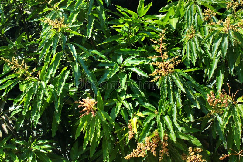 Red flowers in Thailand stock photo. Image of thailand - 107218906