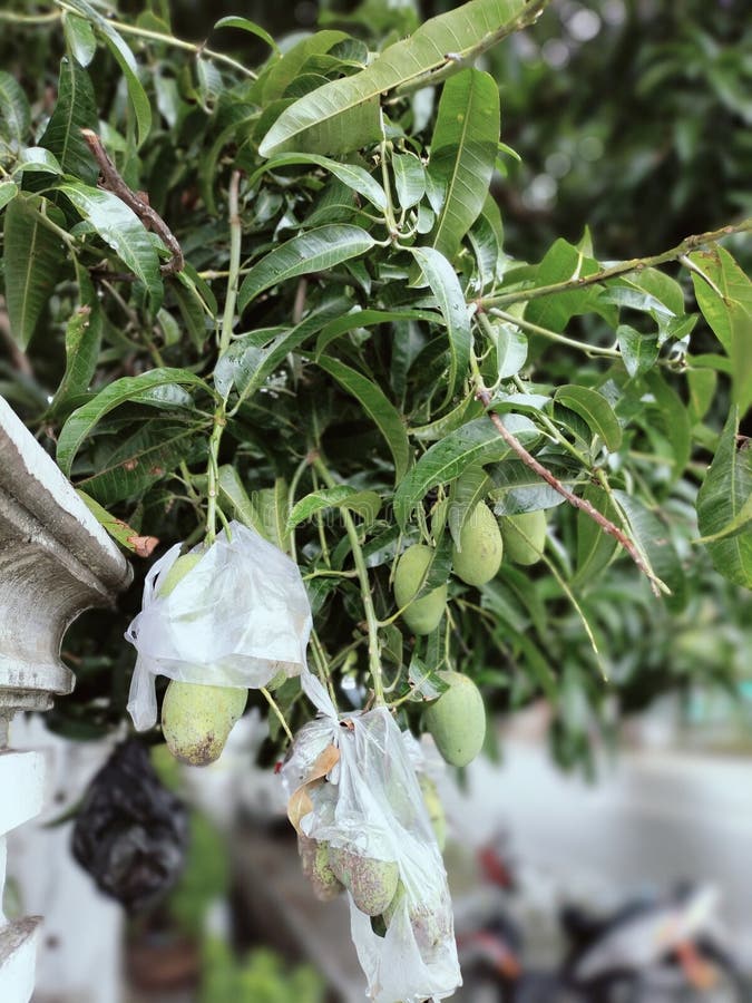 Mango Trees with Fruit Hanging on the Side of the Road Were Wet from ...