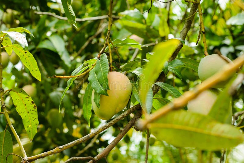 Mango trees with fruits stock image. Image of tree, plant - 285463189