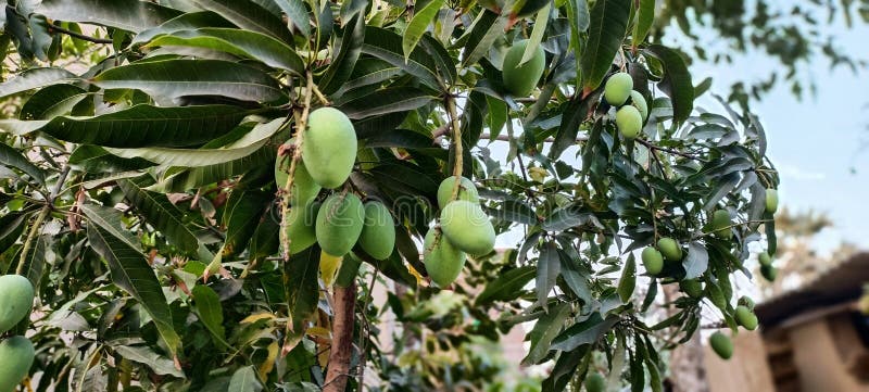 Mango trees full of fruits stock image. Image of produce - 276047699