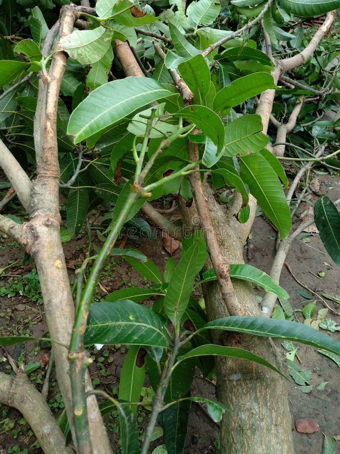 Mango Trees Getting Destroyed Due To Cyclone Stock Image - Image of ...