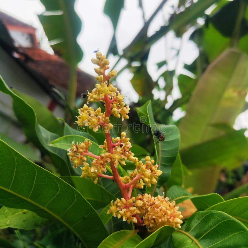 Mango Trees Grown in Pots for the First Time Begin To Learn To Flower ... Mango Trees Grown in Pots for the First Time Begin To Learn To Flower ...