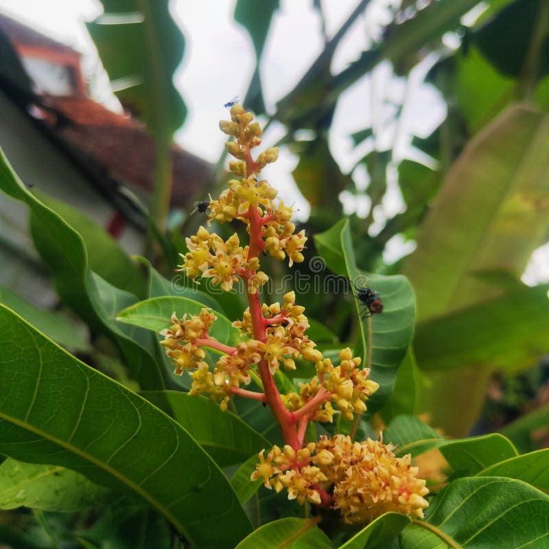 Mango Trees Grown in Pots for the First Time Begin To Learn To Flower ...